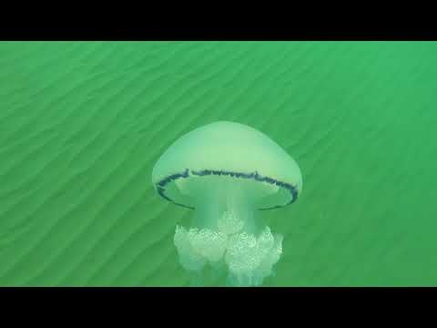 Beautiful jellyfish at morning swim in Tuscany