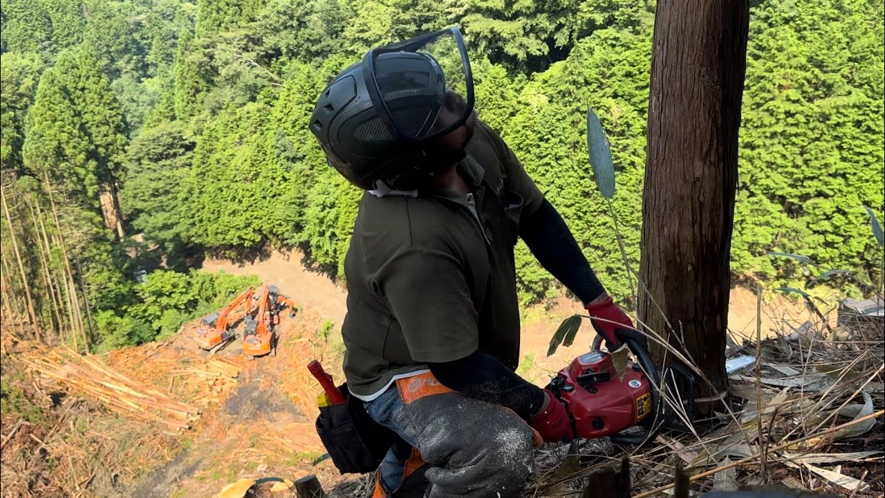 【林業歴15年超え ️】てっちゃんの伐採#japan #logging #forestry #林業 #伐採 - YouTube