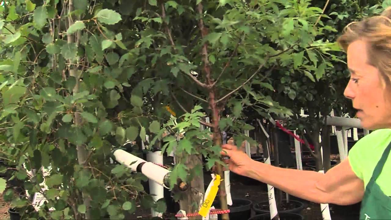 Planting It Forward: Selecting a Shade Tree - YouTube