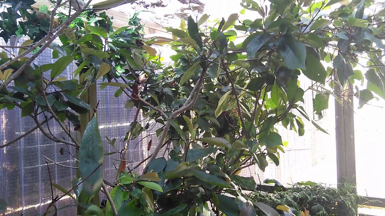 Finch flight Penguin Zebra finches - YouTube