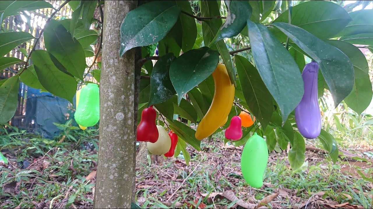 waw seru!! pohon sirsak saya memetik buah jambu, pir, terong, mangga ...