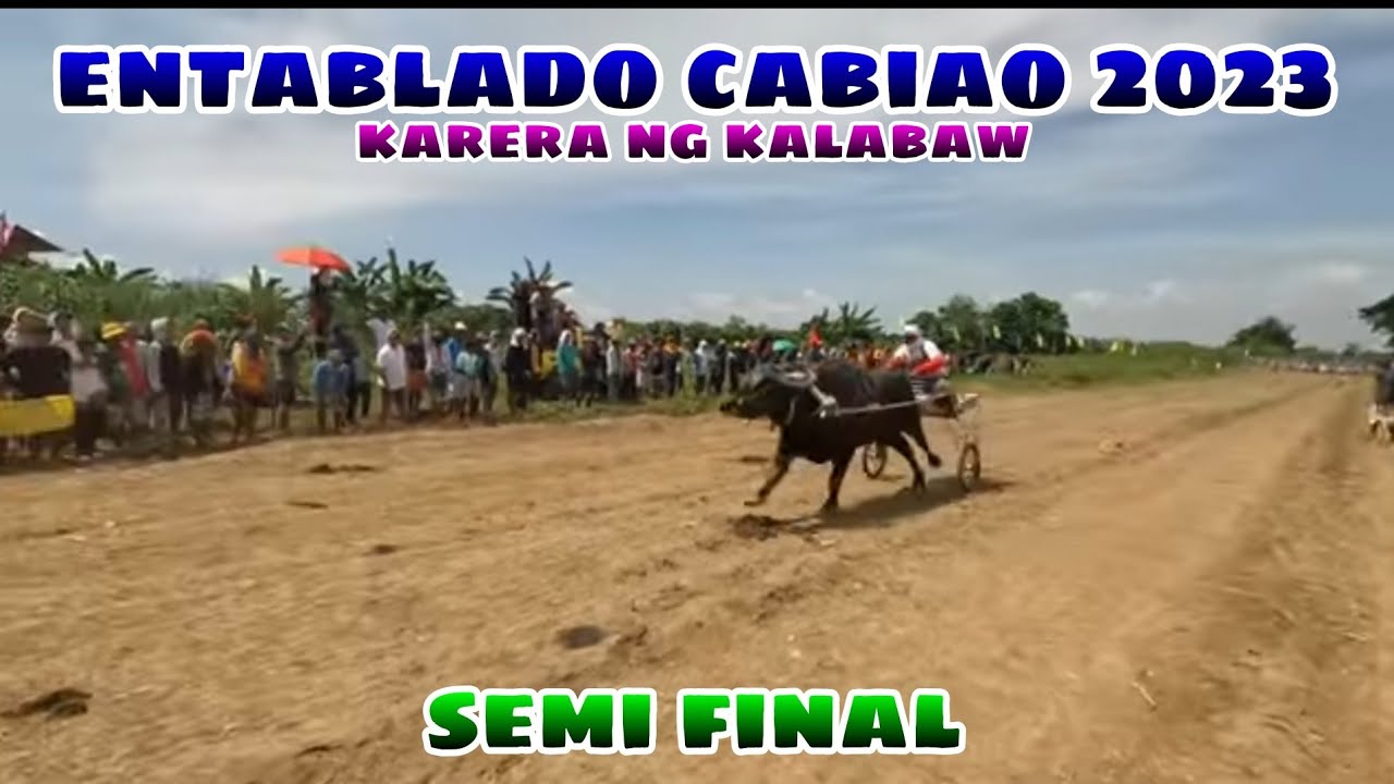 EP,1010. Entablado cabiao 2023 Karera ng kalabaw semi Final - YouTube