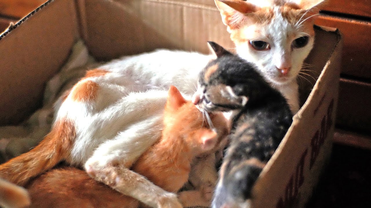 Three Mother Cats Fighting Over A Litter of Kittens (featuring Margaret ...