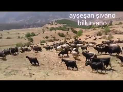 Ayşeşan şıvano billurvano 2020MP3 support