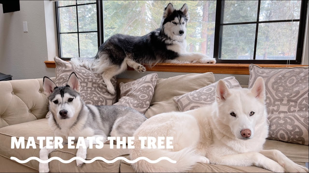 HUSKIES ARGUING Over What Happened Outside and (SUBTITLES) - YouTube