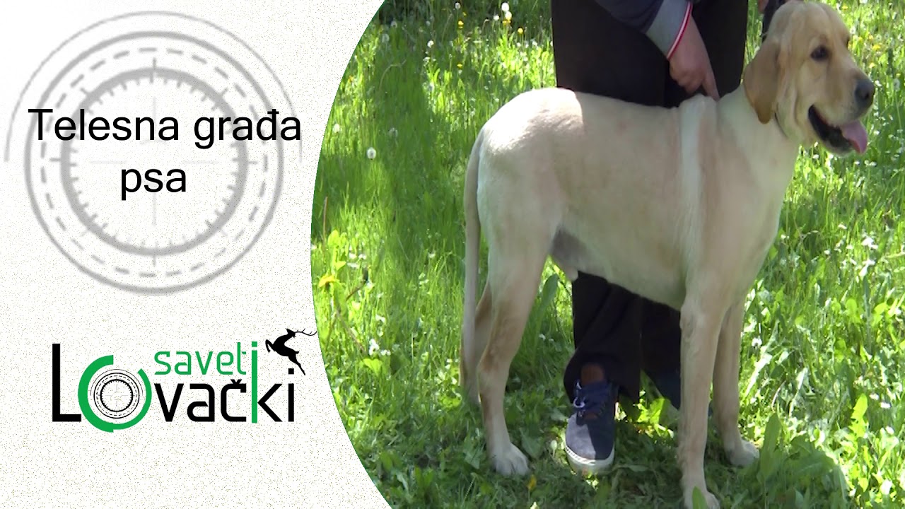Lovna kinologija - telesna građa psa - YouTube