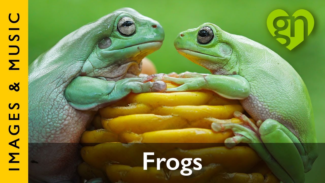 Frogs - Delightful Images and Cheerful Music - YouTube