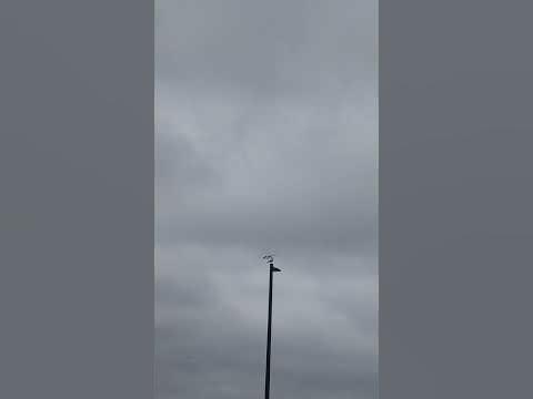 birds fly under Spring cloudy sky - part 1 - YouTube