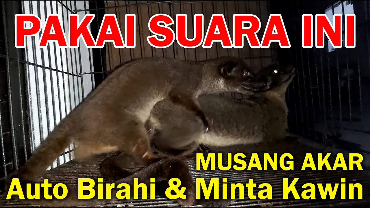 MASTERAN Pemancing Birahi Musang Akar - YouTube