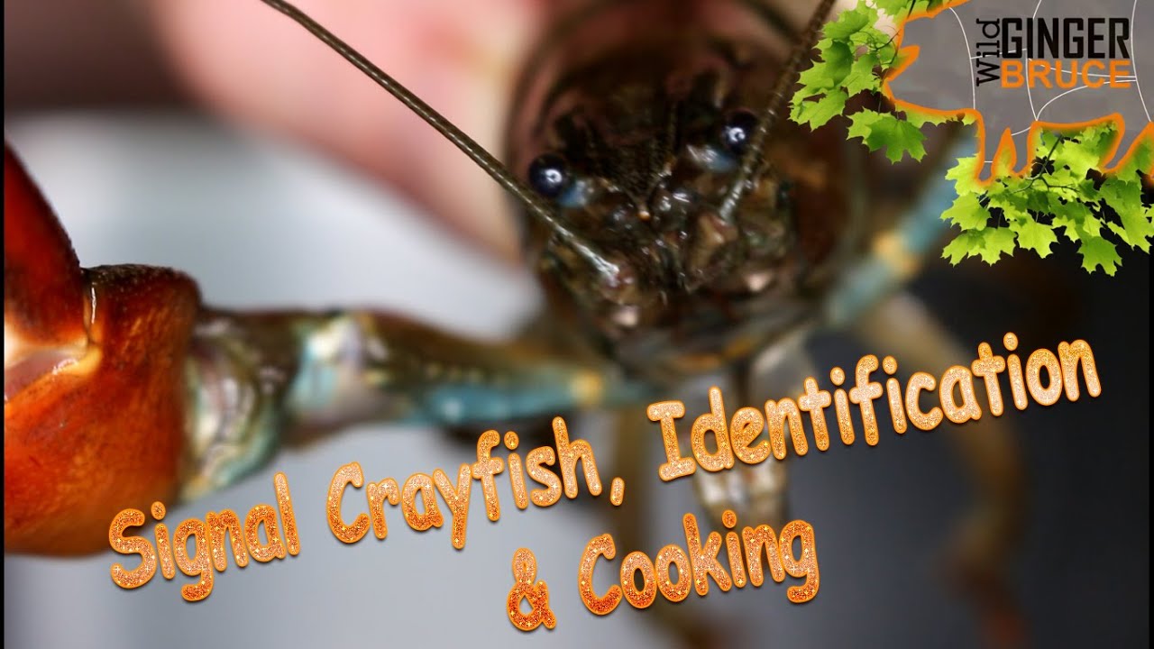 Signal Crayfish, Identification & cooking - YouTube