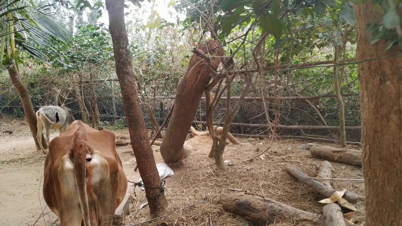 Black Bengal goat farm in odisha ( khordha) - YouTube