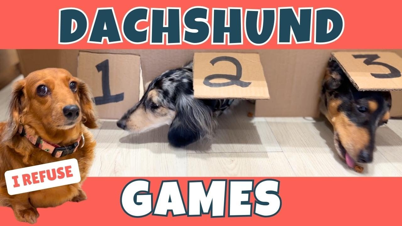 Dog games - Dachshund won’t play (but dapple dachshunds love it!) - YouTube