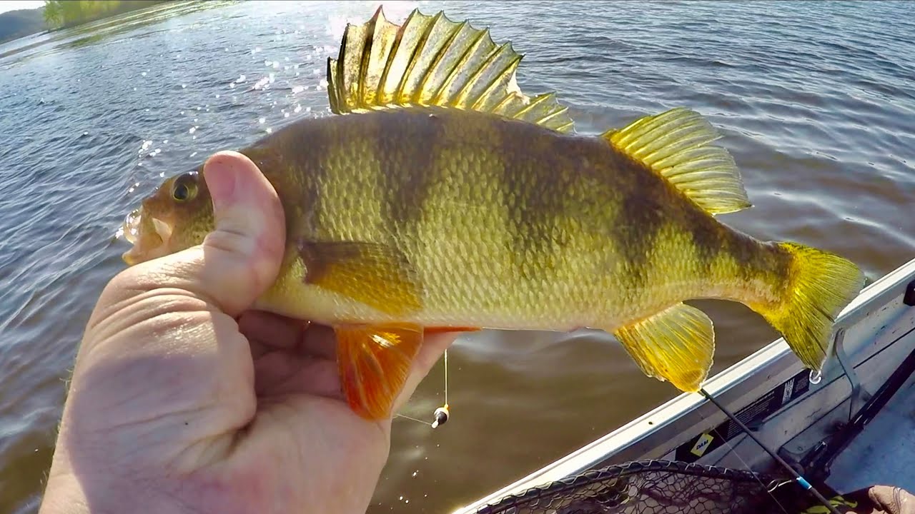 Catching Mississippi River Perch! - YouTube