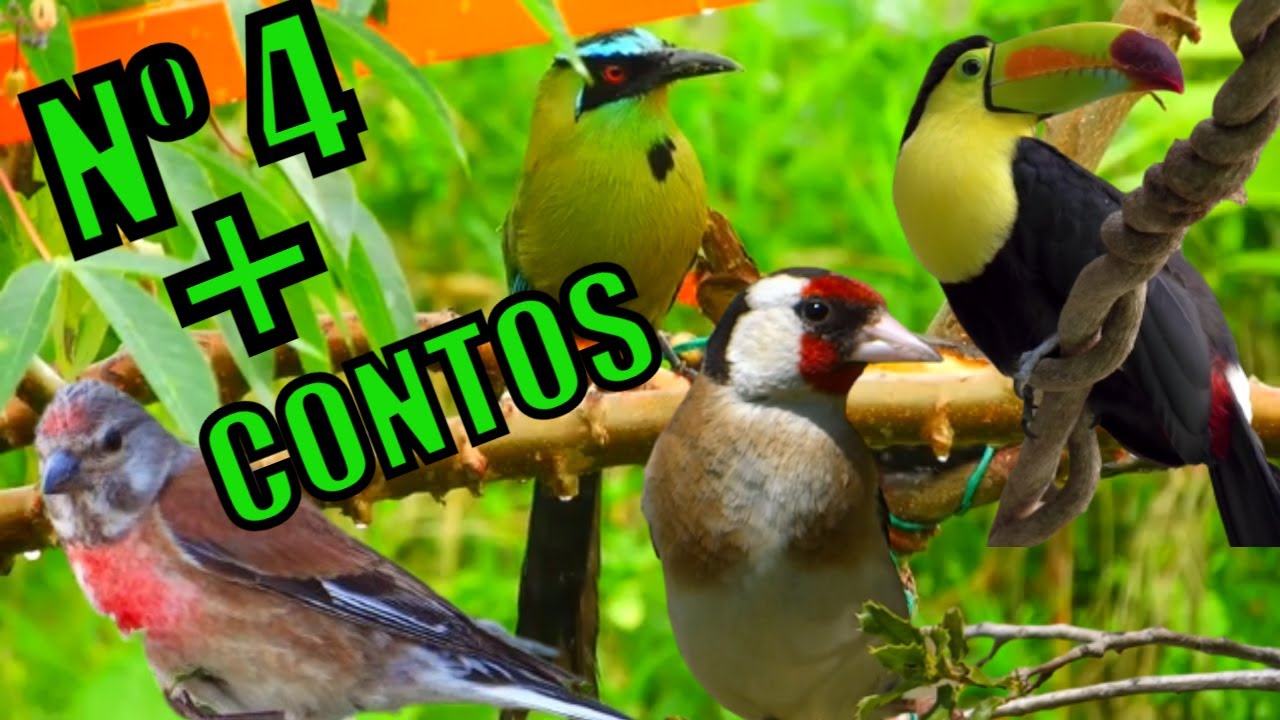 Os Pássaros Cantando na Natureza 4 - YouTube