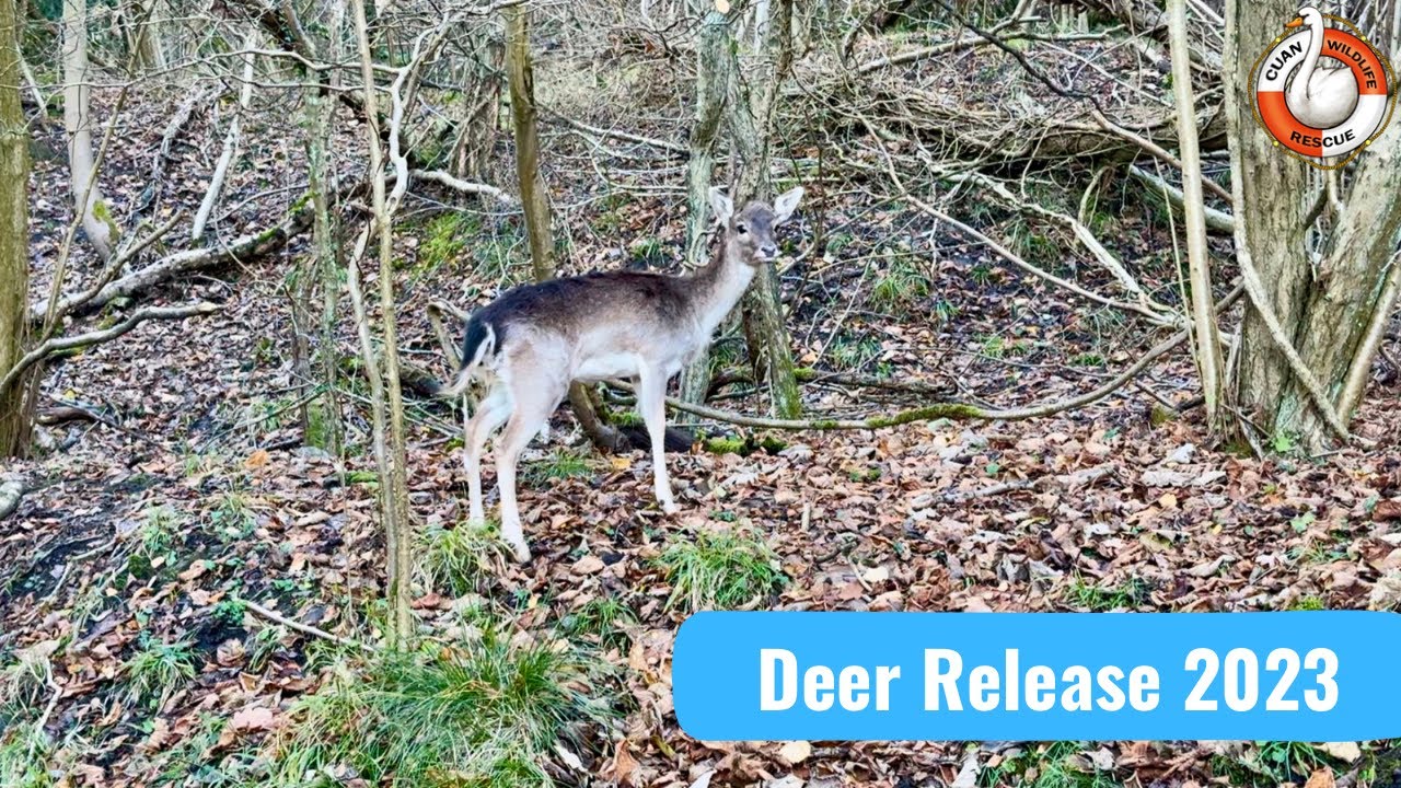 ANOTHER DEER SUCCESSFULLY RESCUED AND RELEASED! 🦌 - YouTube