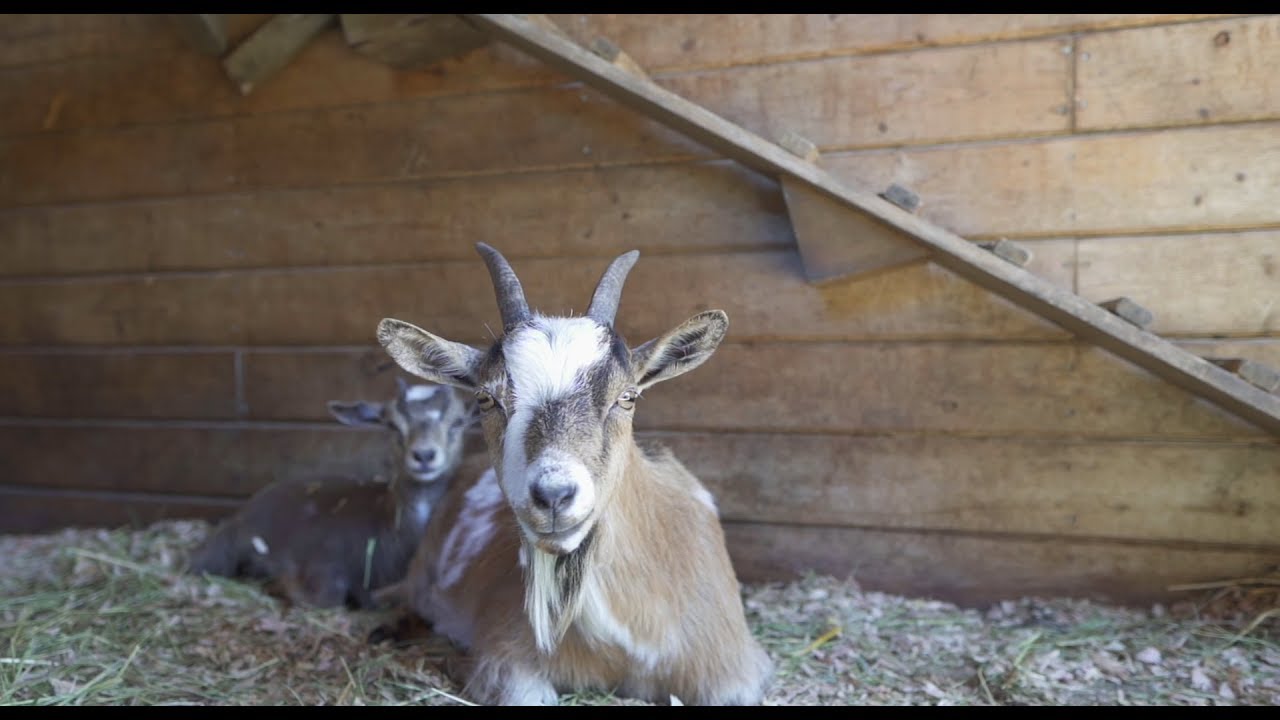 The Happy Herd Farm Sanctuary - Short Documentary - YouTube