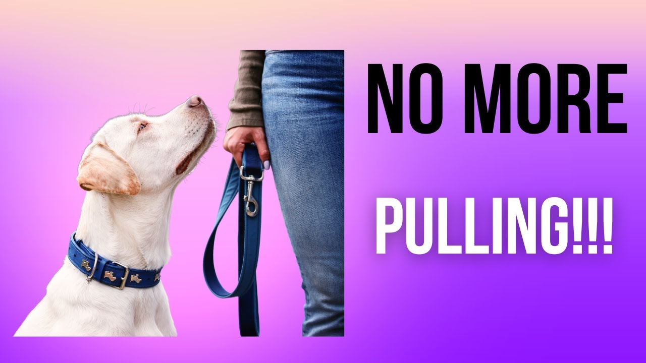 How to Teach Your Dog to Walk Without Pulling 🦮🚶‍♂️ | Easy Training ...