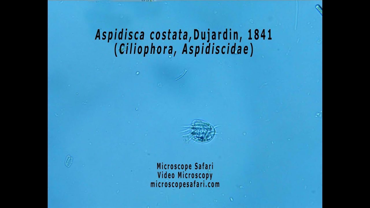 Aspidisca costata Vid - YouTube