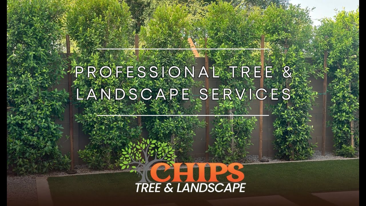 Chips Tree and Landscape - YouTube