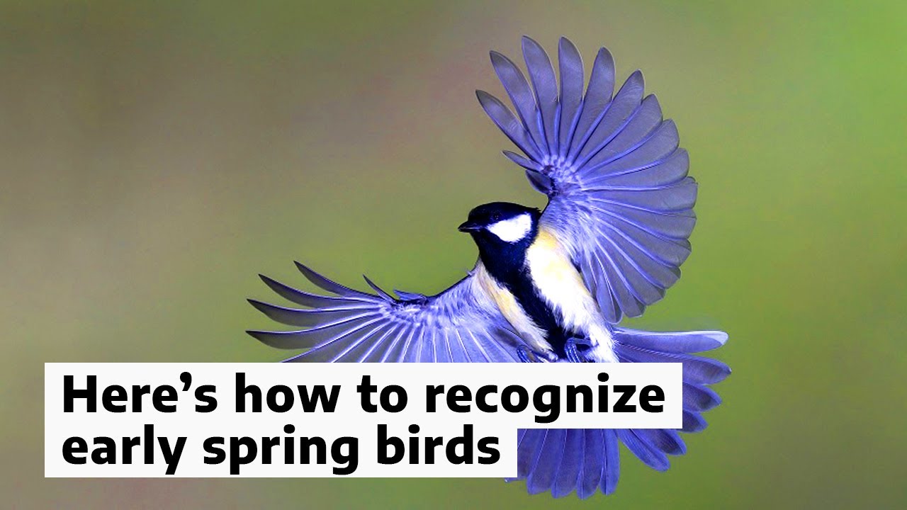 Here’s how to recognize early spring birds - YouTube