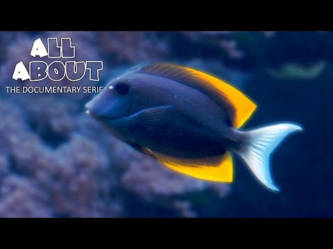 TOMINI TANG: The Underrated Algae-Eating Machine | All About Documentary Series
