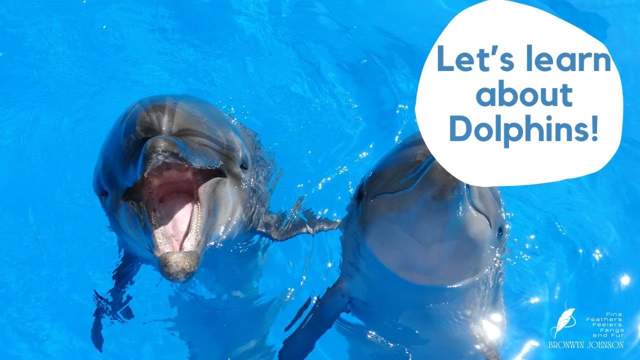 Let's learn about dolphins - YouTube