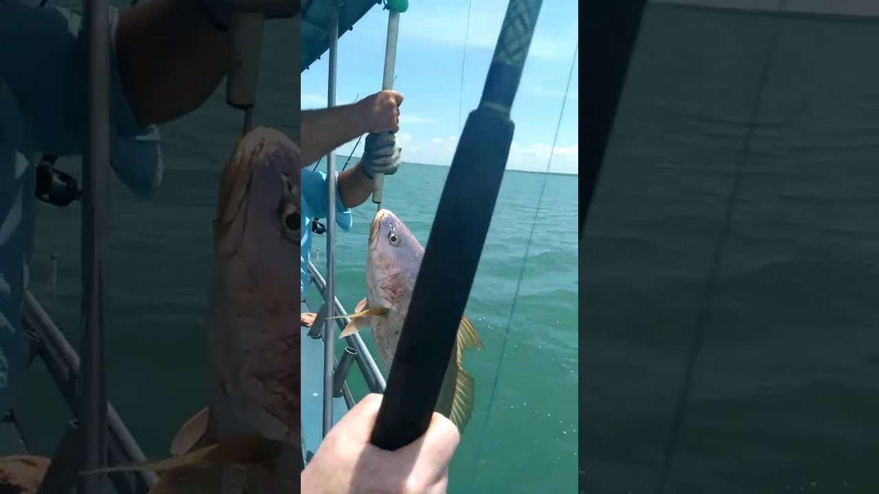 Fish Darwin - DARWIN HARBOUR FISHING CHARTERS - YouTube