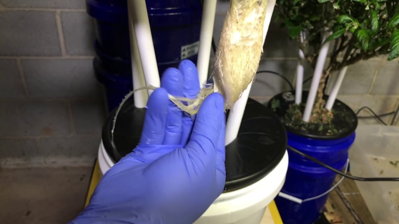 Self-watering wicking method for growing peppers - experiment - YouTube