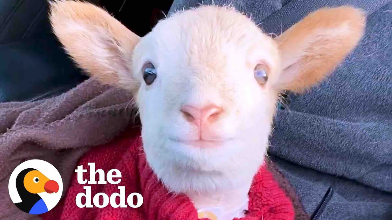 Lamb Is Obsessed With His Mom’s Coworker | The Dodo Little But Fierce ...