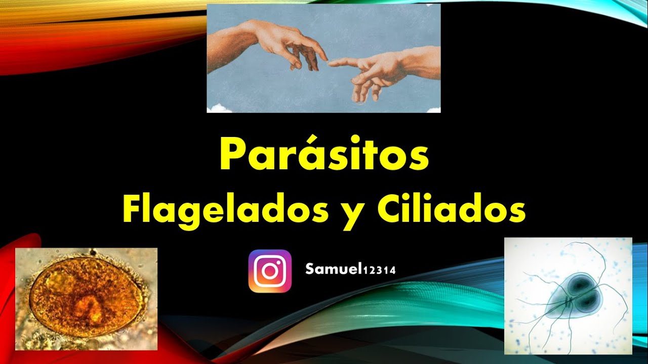 PROTOZOOS 🦠- FLAGELADOS y CILIADOS - PARASITOLOGIA - YouTube