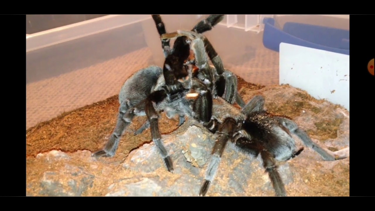 ALbo Nicaragua Tarantula feed Gecko | Rare Tarantula Handling ...