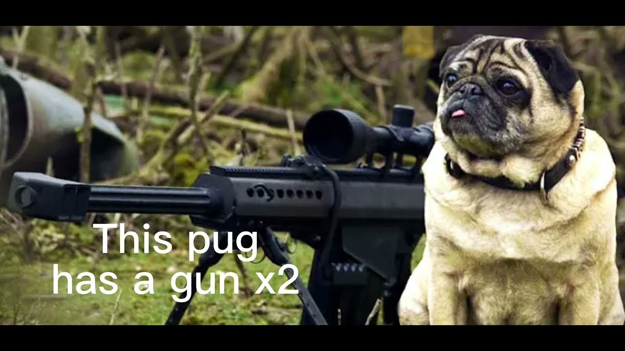 This pug has a gun (song) - YouTube