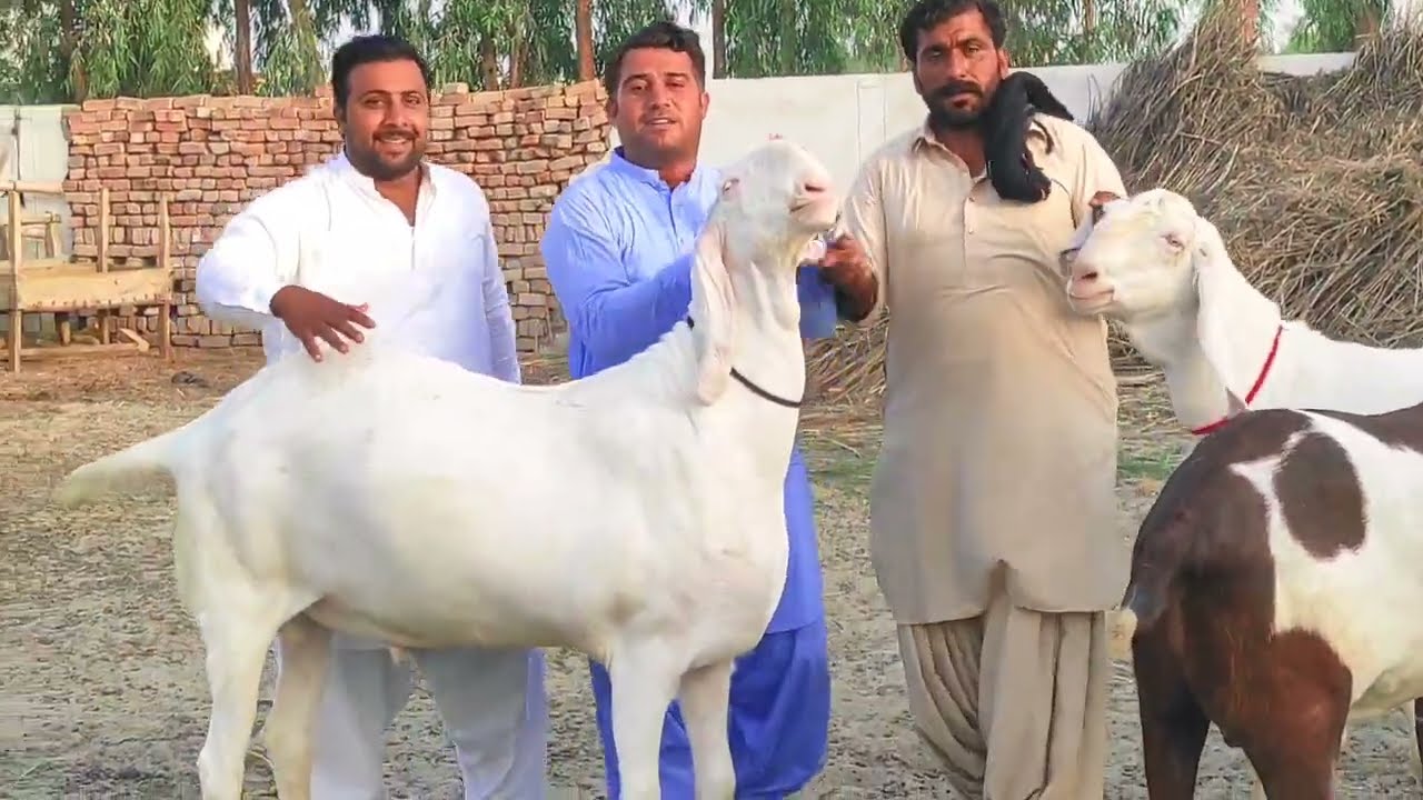 rajan pure very big goat Bakra Eid 2023 ready made goats farm ...