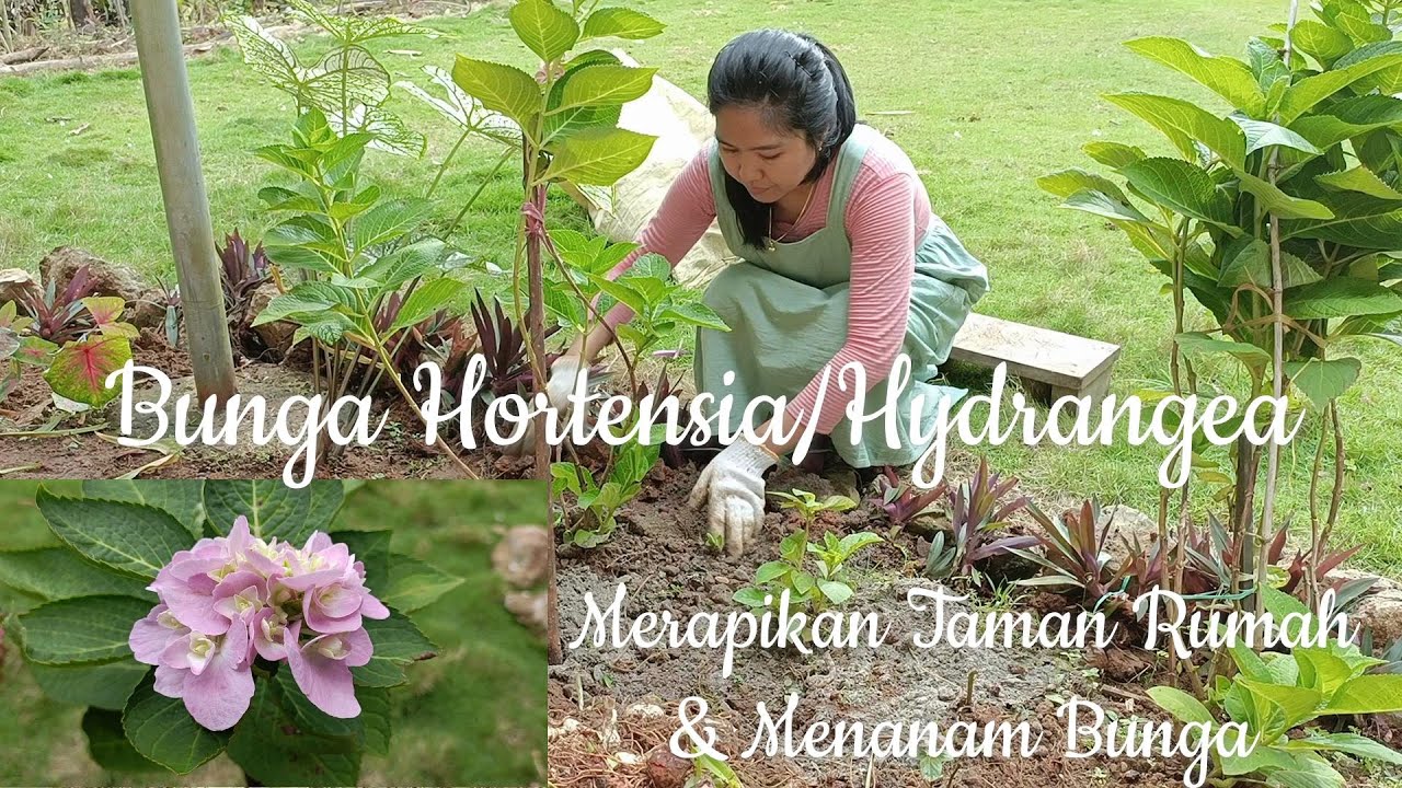 Cara Menanam dan Merawat Bunga Hortensia/Hydrangea/Panca warna/Bunga ...