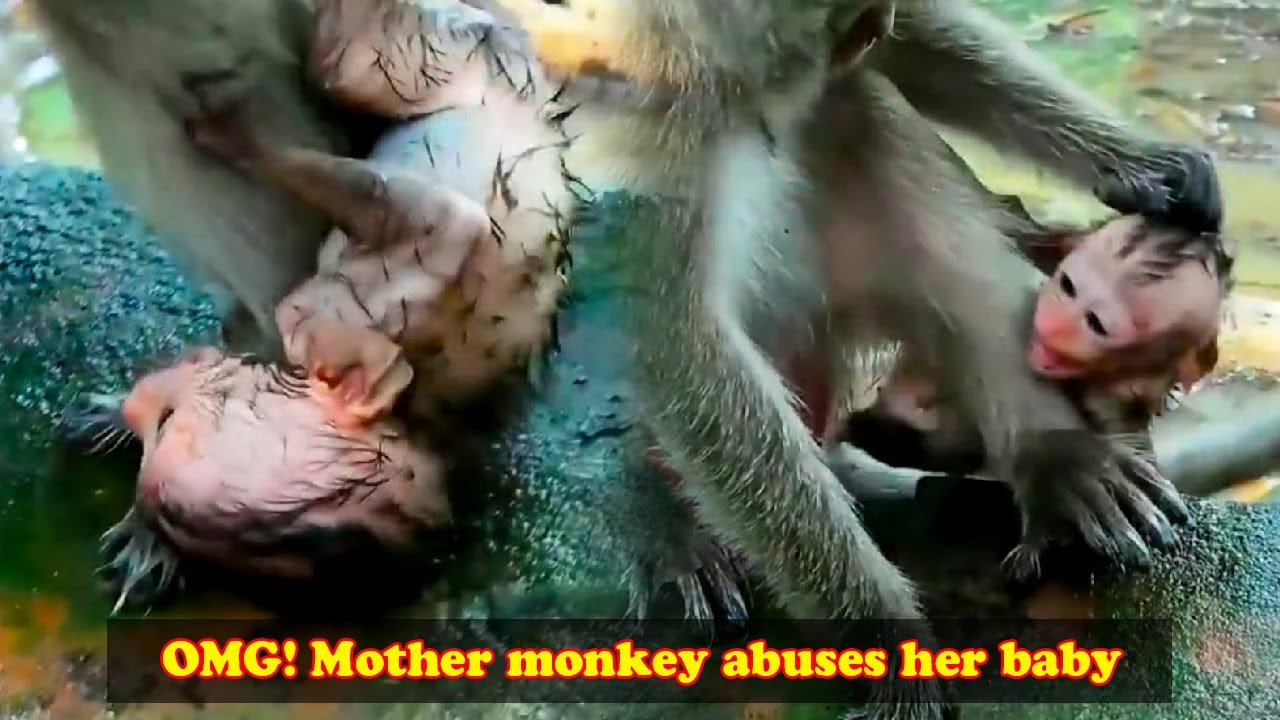 This mother monkey must be crazy! It's heartbreaking to treat your own ...