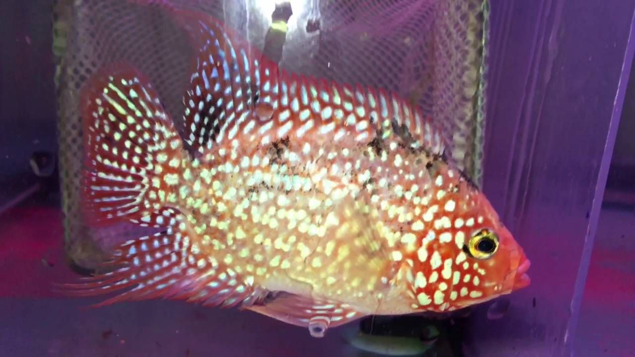 HQ Super red texas 3 inch - YouTube