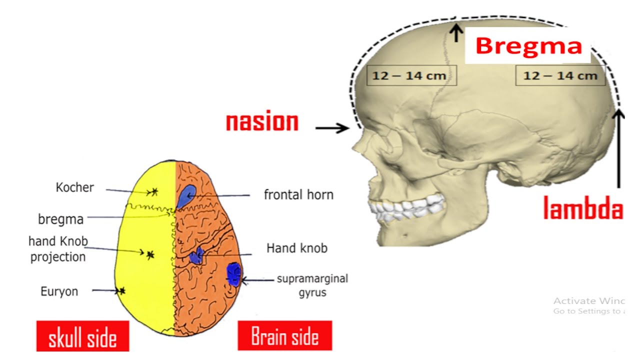 Craniometric points _ part 3 _ superior and posterior surfaces ...