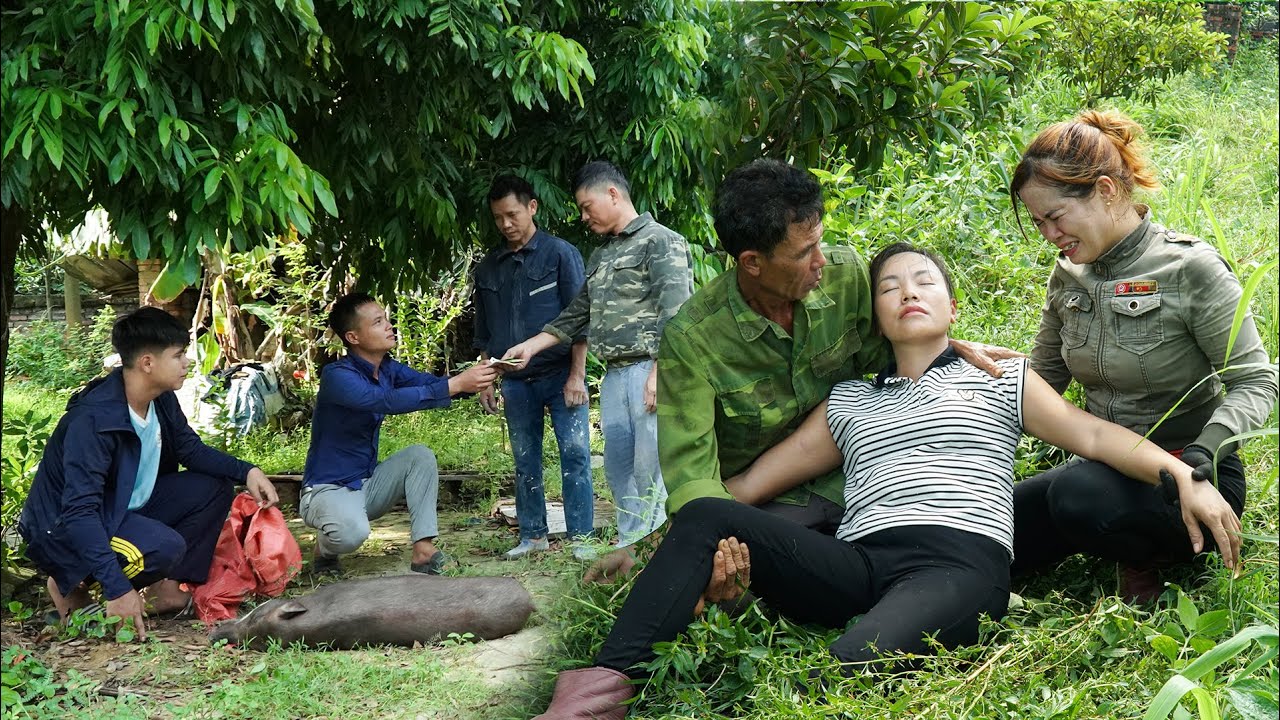 Shocking : Trinh was found unconscious after being attacked by two pig ...