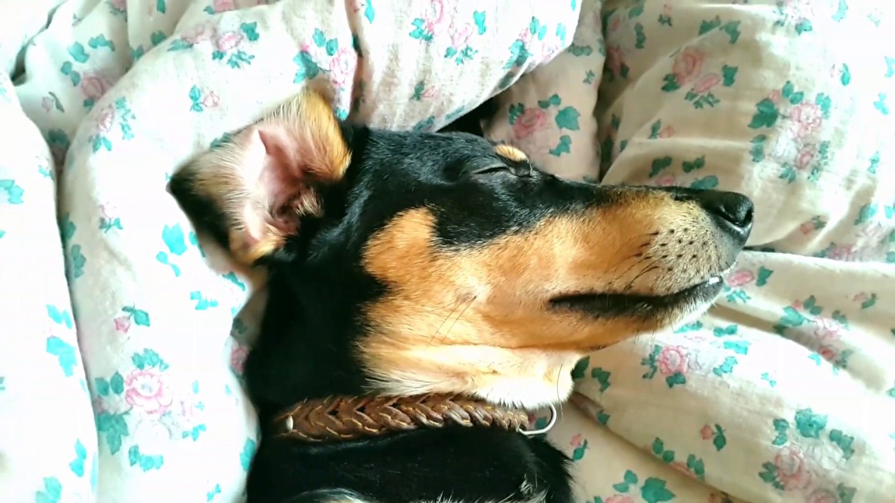 Собака в трансе.Гипноз собаки. Dog in a trance. Hypnosis dogs. - YouTube