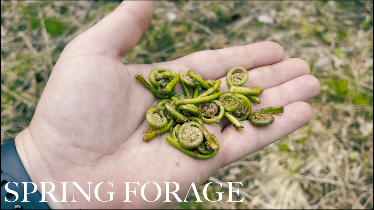 Spring Forage - Fiddleheads, Ramps, Fatwood - YouTube