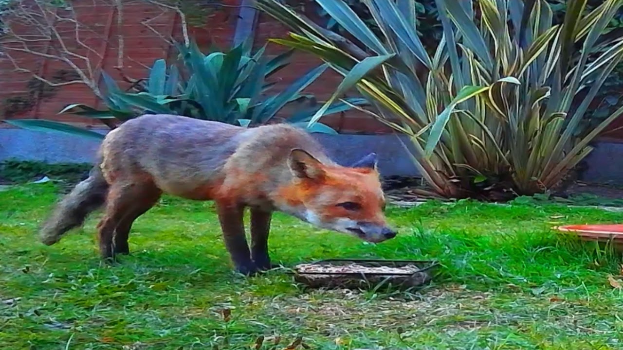 Young Fox grabs an early feed - YouTube