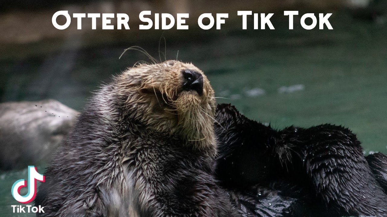 Otter Side of Tik Tok - YouTube