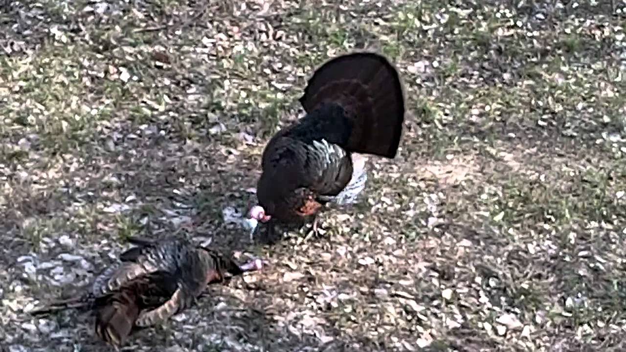 Turkey pecking at the turkey I just shot. - YouTube