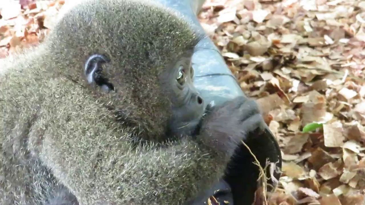 Special baby Woolly Monkey likes my boot - YouTube