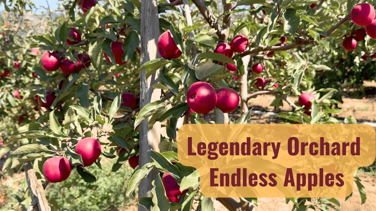 Apple Picking at California’s Legendary Orchard 🌳 Tons of Varieties! 4K ...