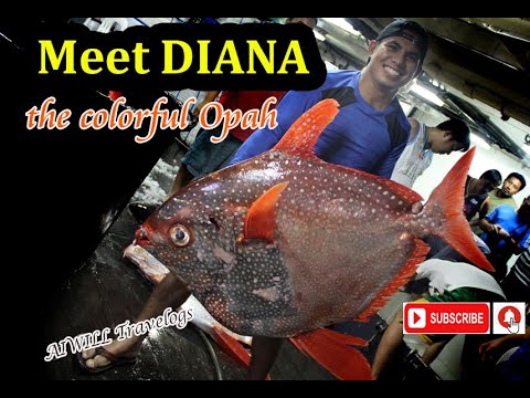 Meet Diana, the colorful Opah | warm-blooded fish? - YouTube