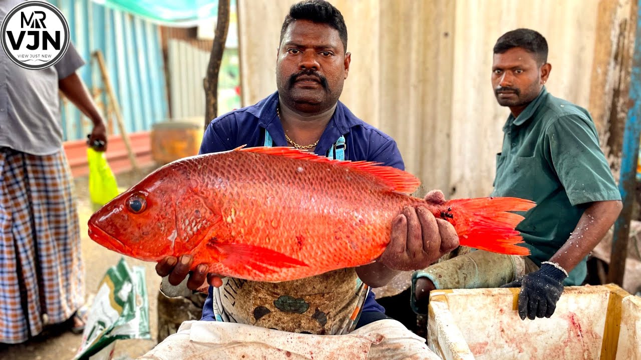 RED SNAPPER FISH |KASIMEDU EXPERT FISH CUTTER |SPEED SELVAM |CUTTING ...