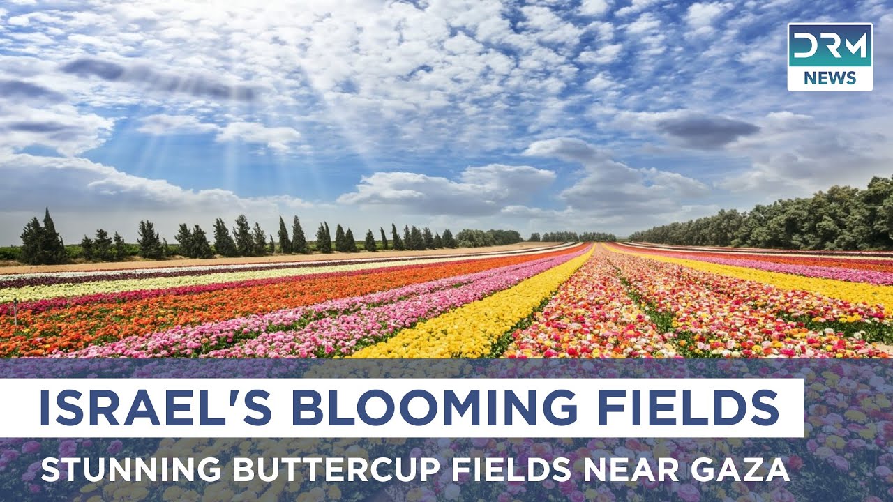 Drone Captures Stunning Buttercup Fields Near Gaza Border | AL15 - YouTube