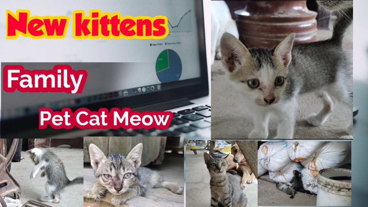 Hello all be love family subscriber thanks for watching See you soon ...