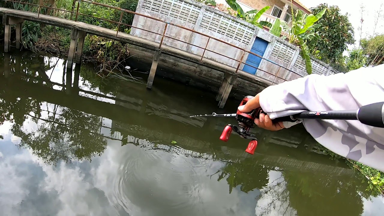 Lito CARITA 8-14 lb Street fishing Snake head fish 4K ตกปลาช่อนคลอง ...